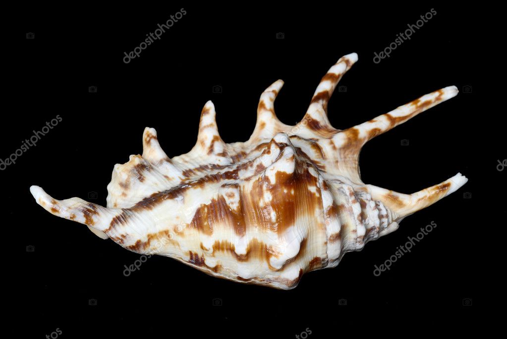 Sea shell with brown spots and spikes — Stock Photo © Devin_Pavel #8176787