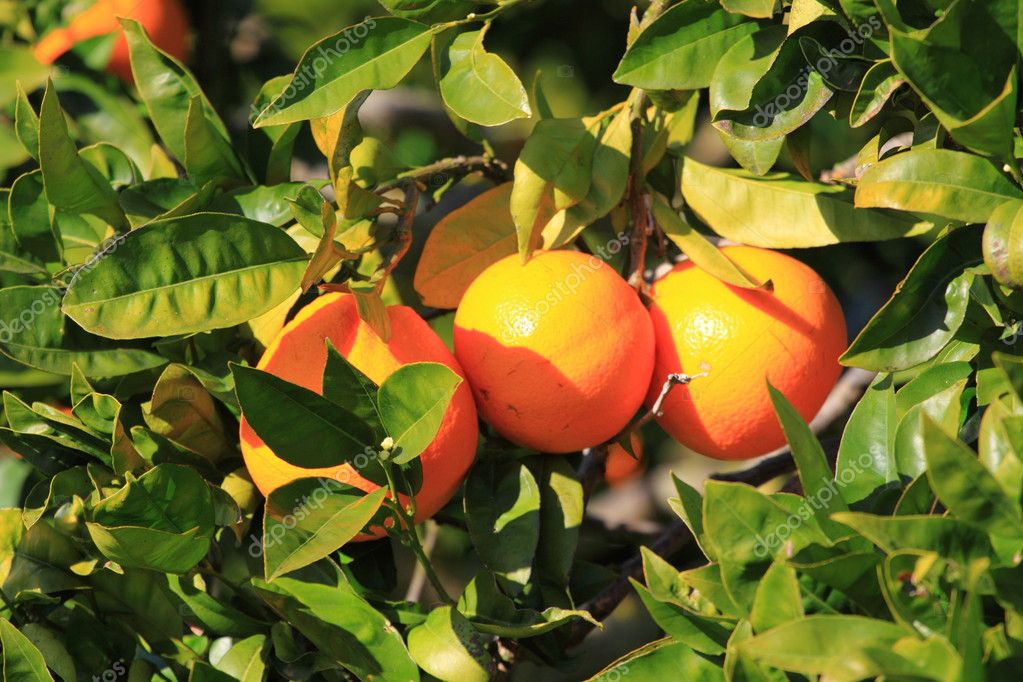 Orange tree — Stock Photo © Curioso_Travel_Photography #8502622