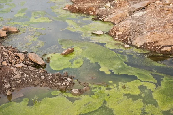 Algae polluted water Stock Photos, Royalty Free Algae polluted water ...