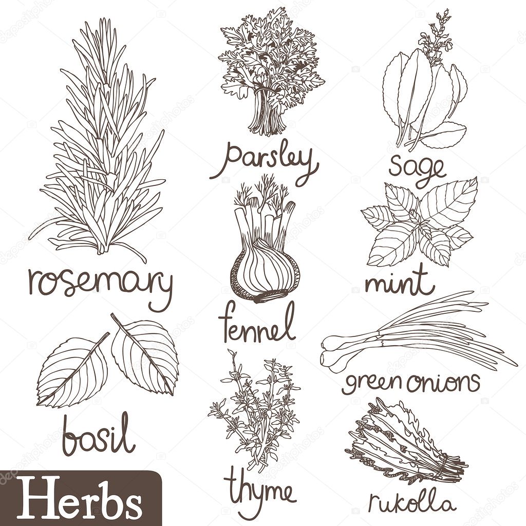 Herb drawings (con imágenes) | Ilustración de hierbas, Cómo dibujar ...