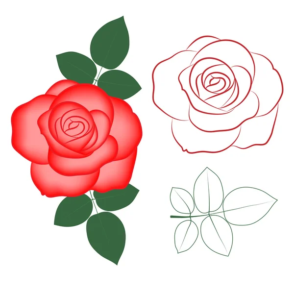 11,905,381 Rose line drawing Vector Images | Depositphotos