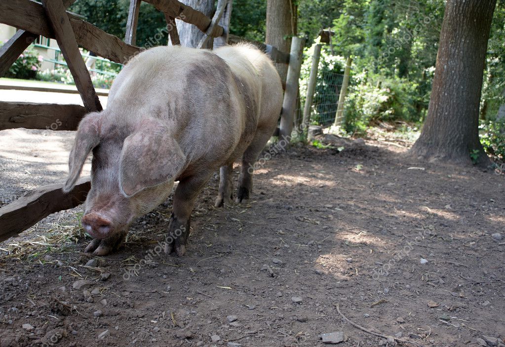 A pig leaning against the gate of an enclosure #8513379 - Larastock