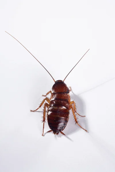 Cockroach Stock Photo by ©luckypic 10362783