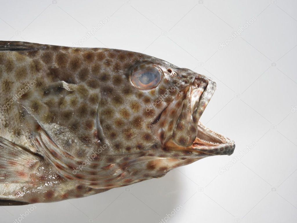 Trout fish — Stock Photo © eskaylim #8693164
