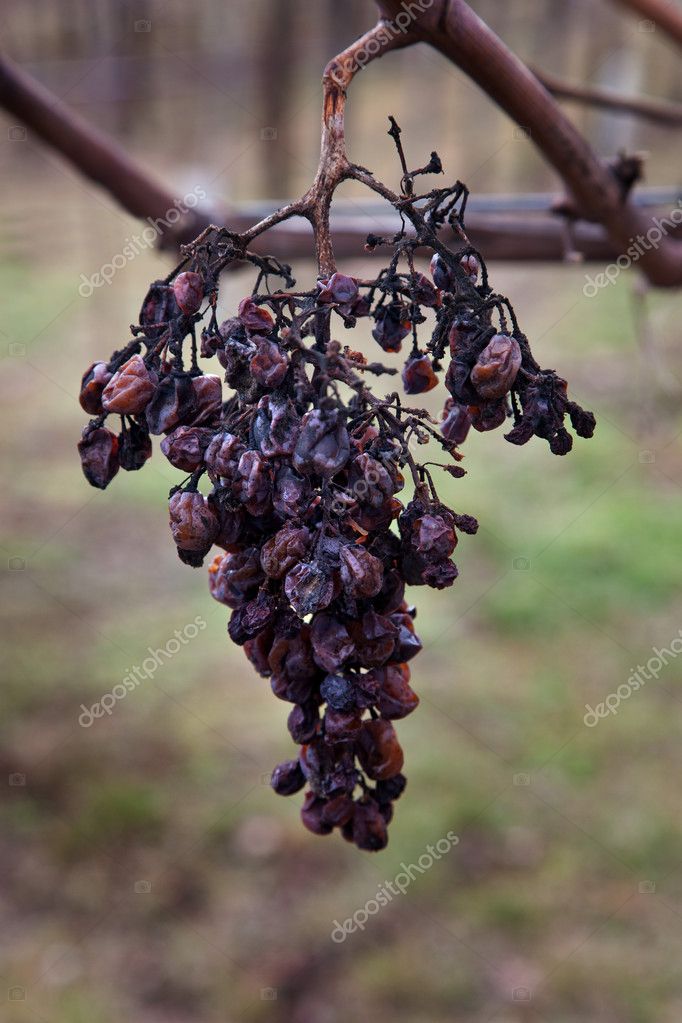 Withered grapes on the vine in winter Stock Photo by ©ginasanders 8315901