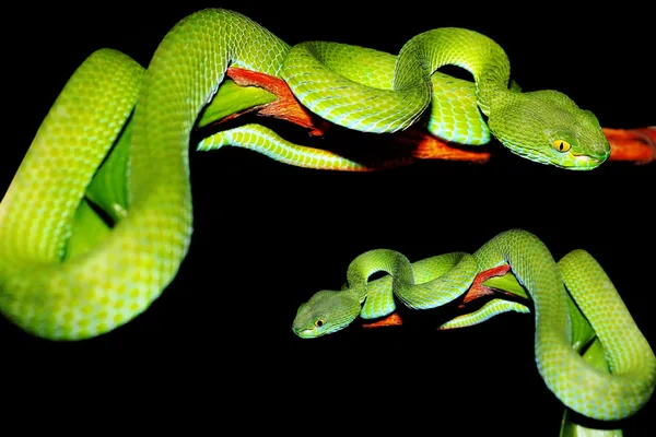 Snake fangs Stock Photos, Royalty Free Snake fangs Images | Depositphotos®