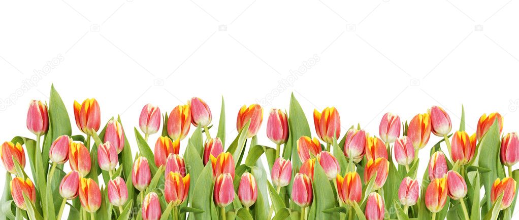 Tulip flowers border — Stock Photo © a-poselenov #9370802