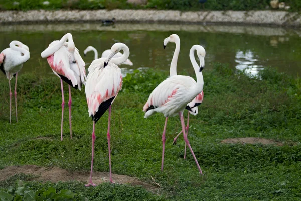 Group of asian animals Stock Photos, Royalty Free Group of asian ...