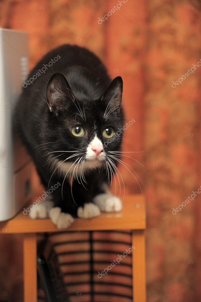 House Cat Stock Photo by ©evdoha 10361802