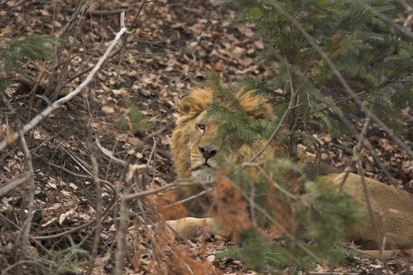 A lion was sleeping in his lair site typingtest com images libres de ...