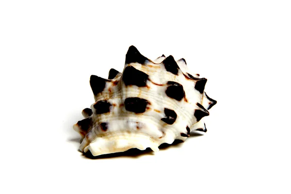 Isópode parasitário Stock Photos, Royalty Free Isópode parasitário ...