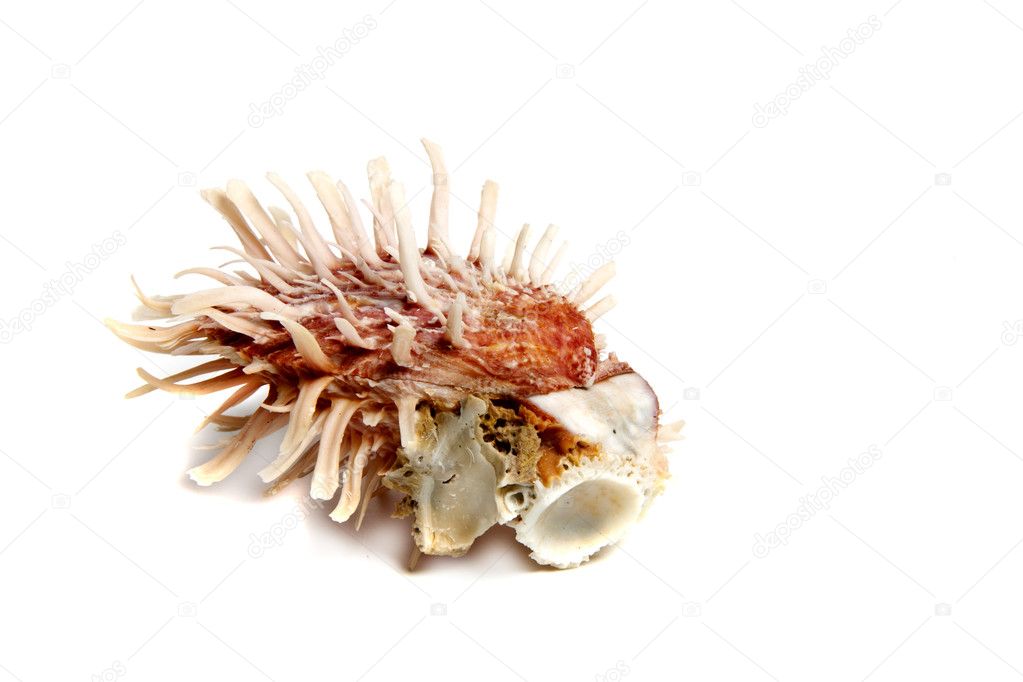 Spondylus barbatus — Stock Photo © joophoek #9577834