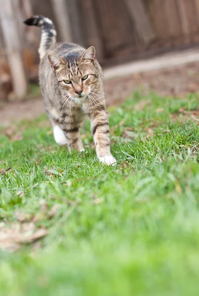 Cat walking outdoor Stock Photos, Royalty Free Cat walking outdoor ...