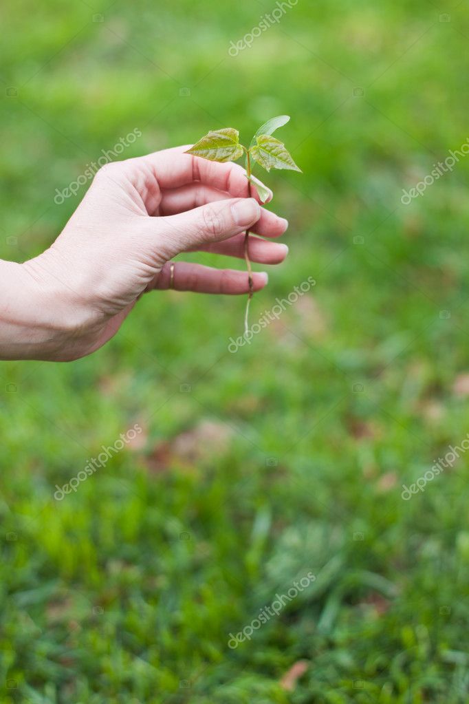 Hand holding a small tree over green Stock Photo by ©wollertz 10350206
