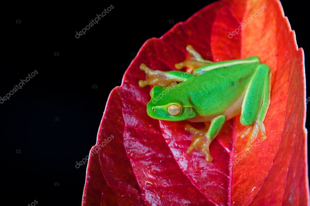 Little green tree frog sitting on red leaf — Stock Photo © mvaligursky ...