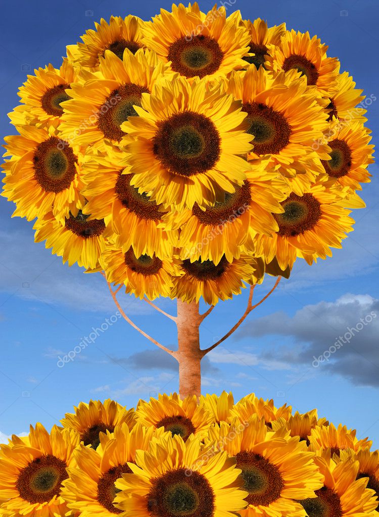 Tournesol image libre de droit par Tamara_k © #10072638