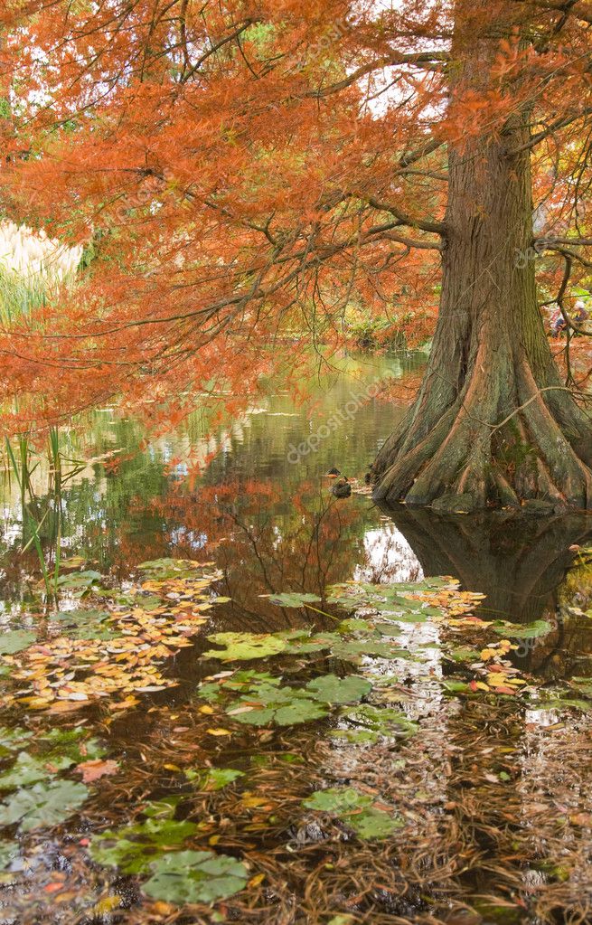 Color otoño en Taxodium, conífera tolerante a las inundaciones 2024