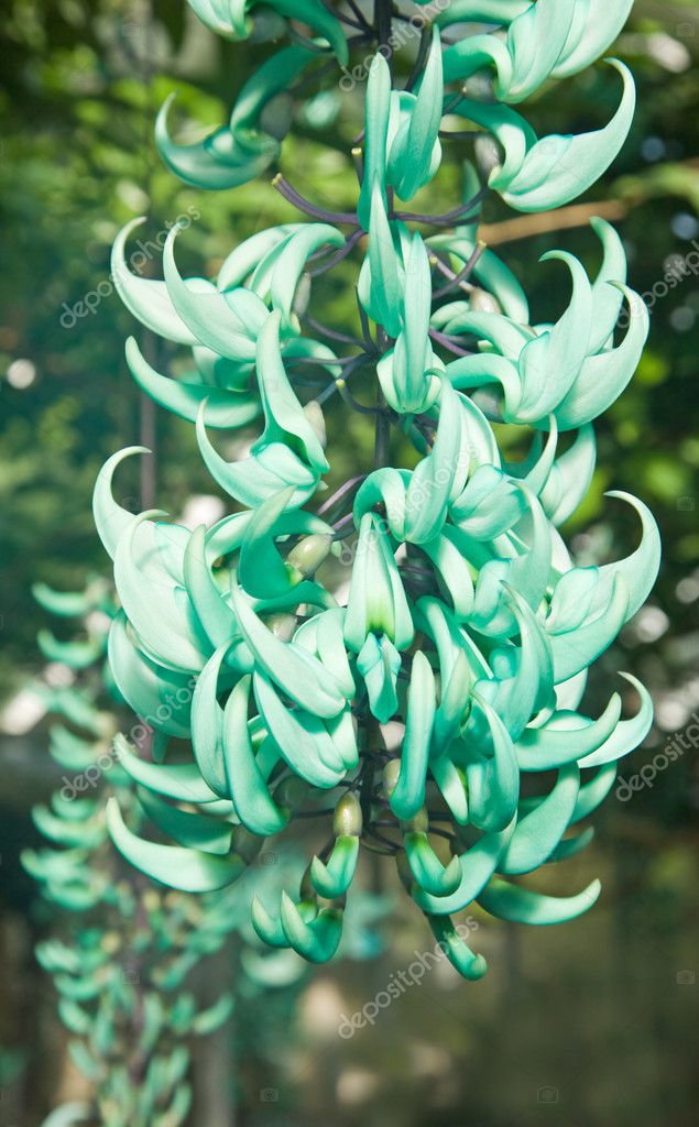 Yeşim asma (Strongylodon macrobotrys); tayabak; Philipp'e — Stok Foto ...