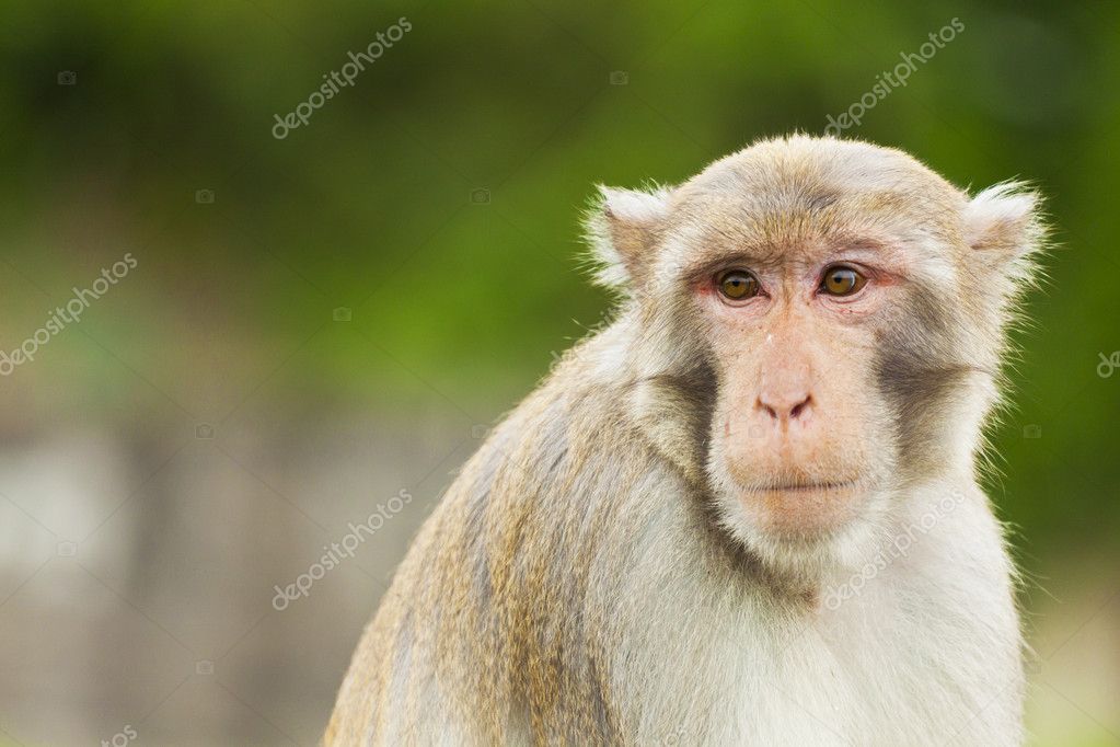 Monkey ape looking — Stock Photo © kawing921 #10557022