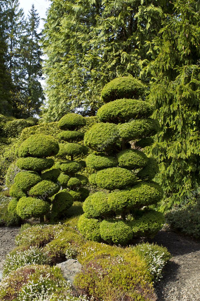 japanese garden | Jardin japonais, Topiaire, Jardins