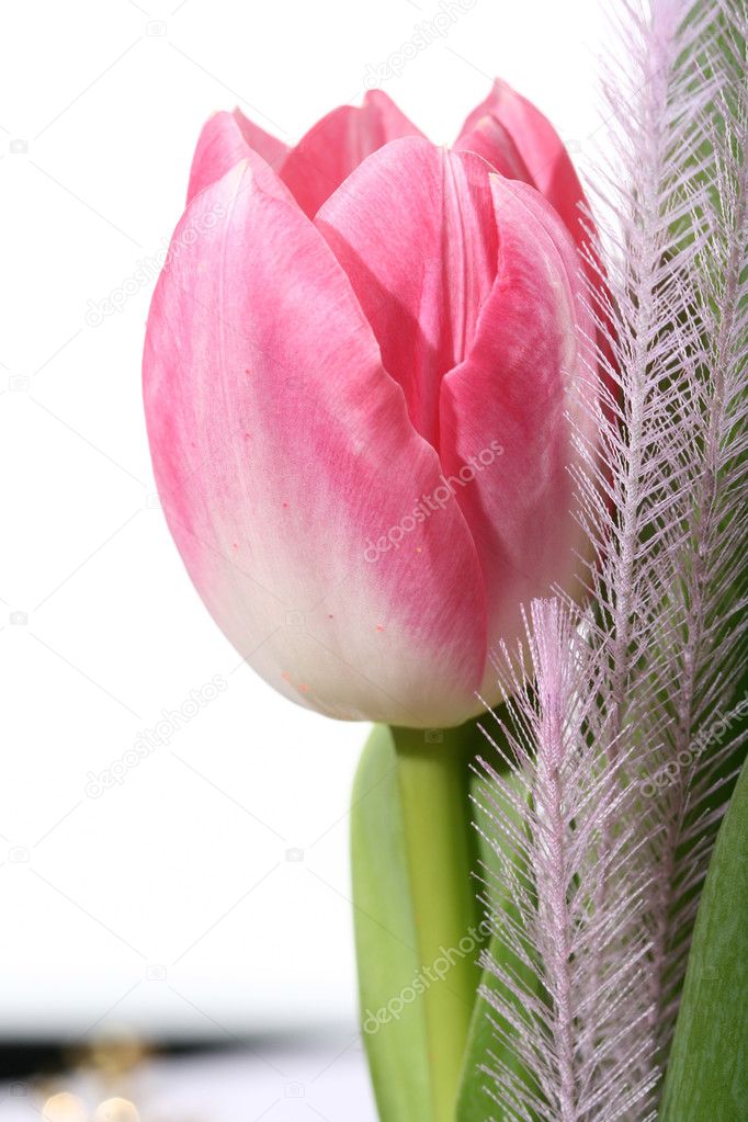 Fine flowers Stock Photo by ©yellow2j 10644512