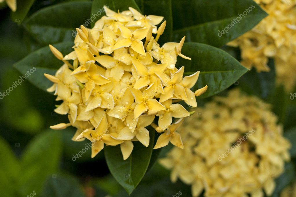 Bouvardia Flower Essence | Best Flower Site