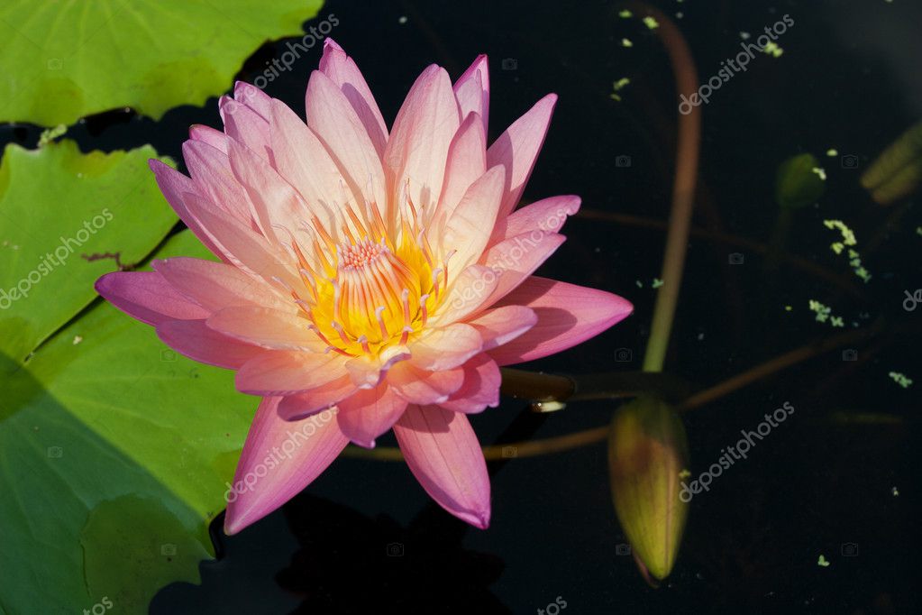 Pink Water Lily — Stock Photo © foto76 #10102561