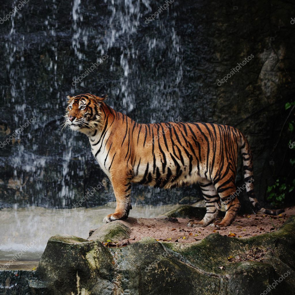 Big Striped Tiger Walking