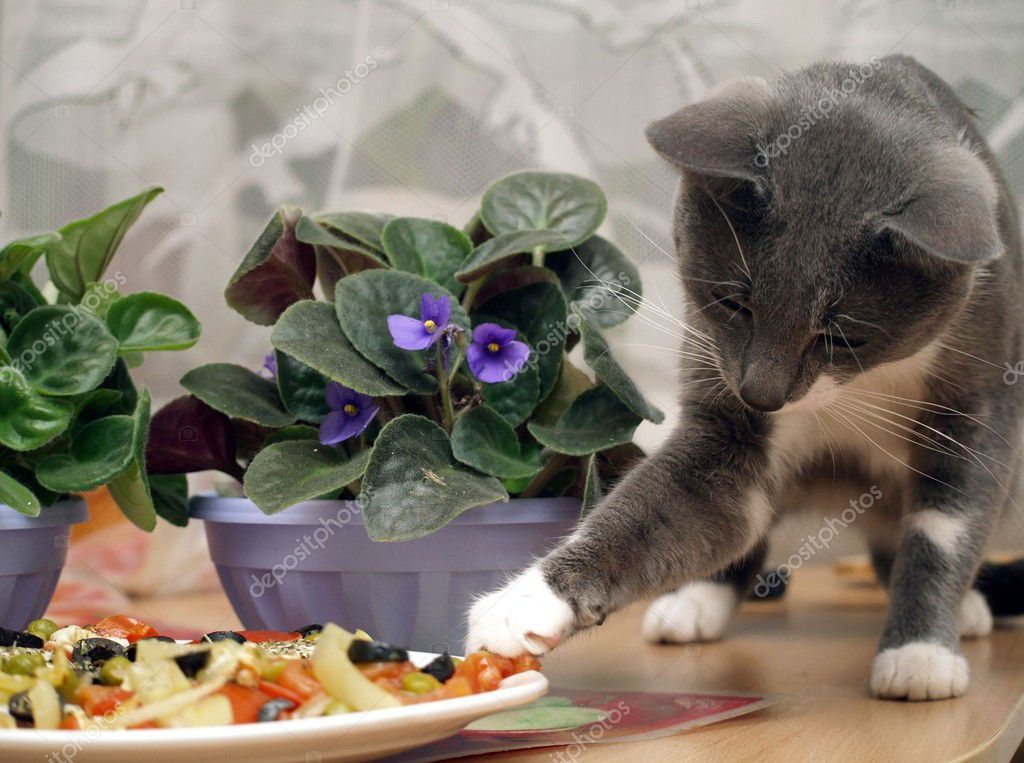 Gato gris, que est en la mesa, robando comida del plato, escondido detr s de la flor 2024