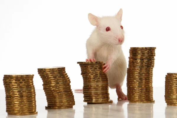 White rat count coins isolated on white — Stock Photo © belchonock #6779293