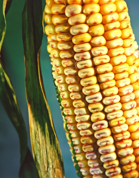 Multi Colored Corn Seeds Unique Cultivar Created American Farmer ...