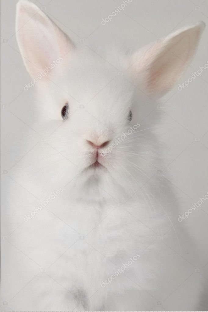 White rabbit — Stock Photo © bazil #9431605
