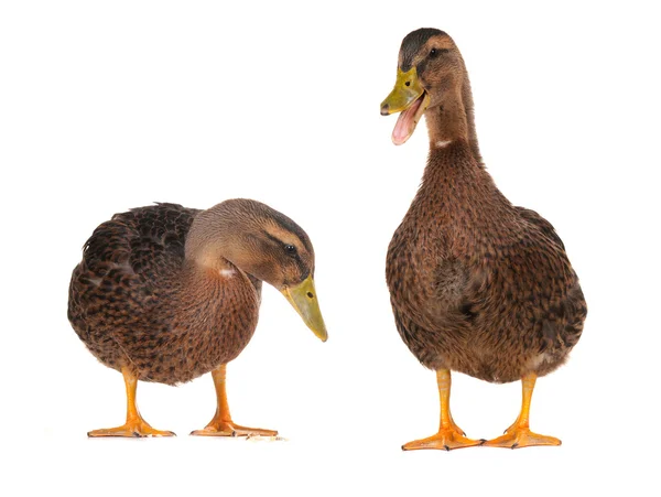 Patones peludos dotados fotos de stock, imágenes de Patones peludos ...