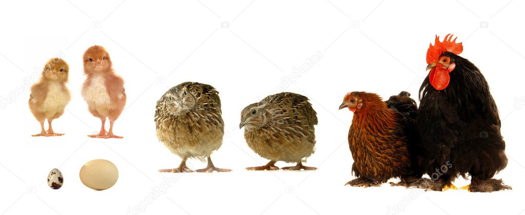 Farm birds Stock Photo by ©bazil 9516700