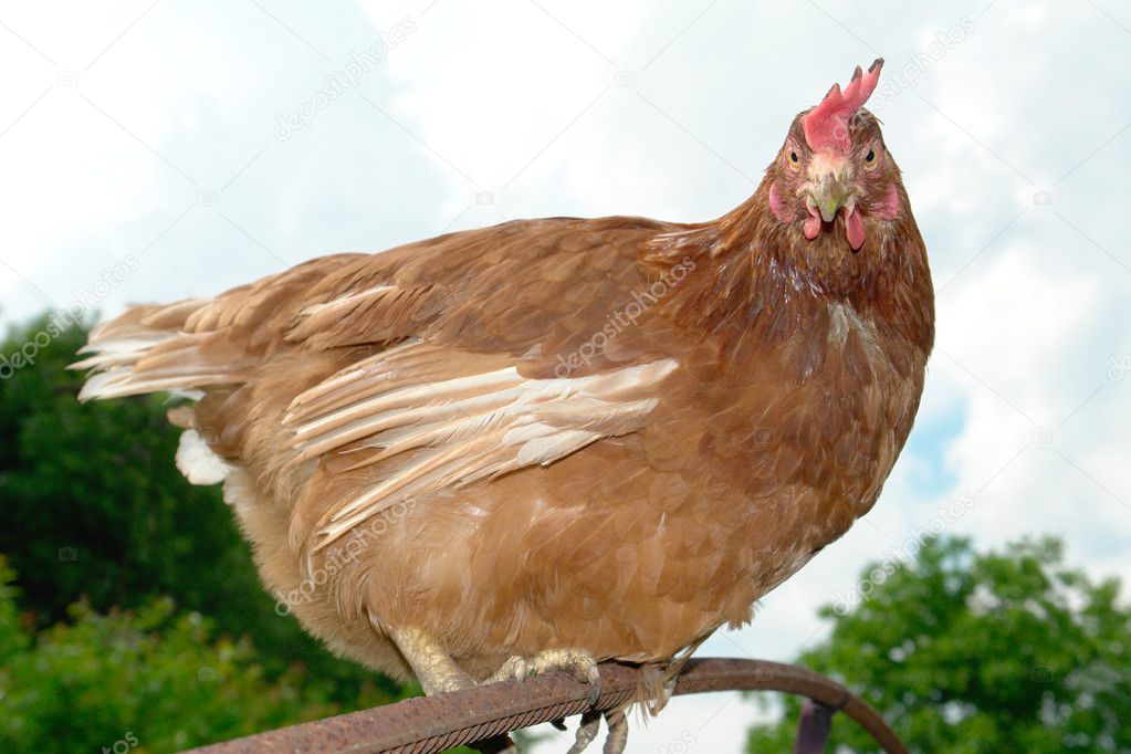 Brown hen — Stock Photo © bazil #9517257