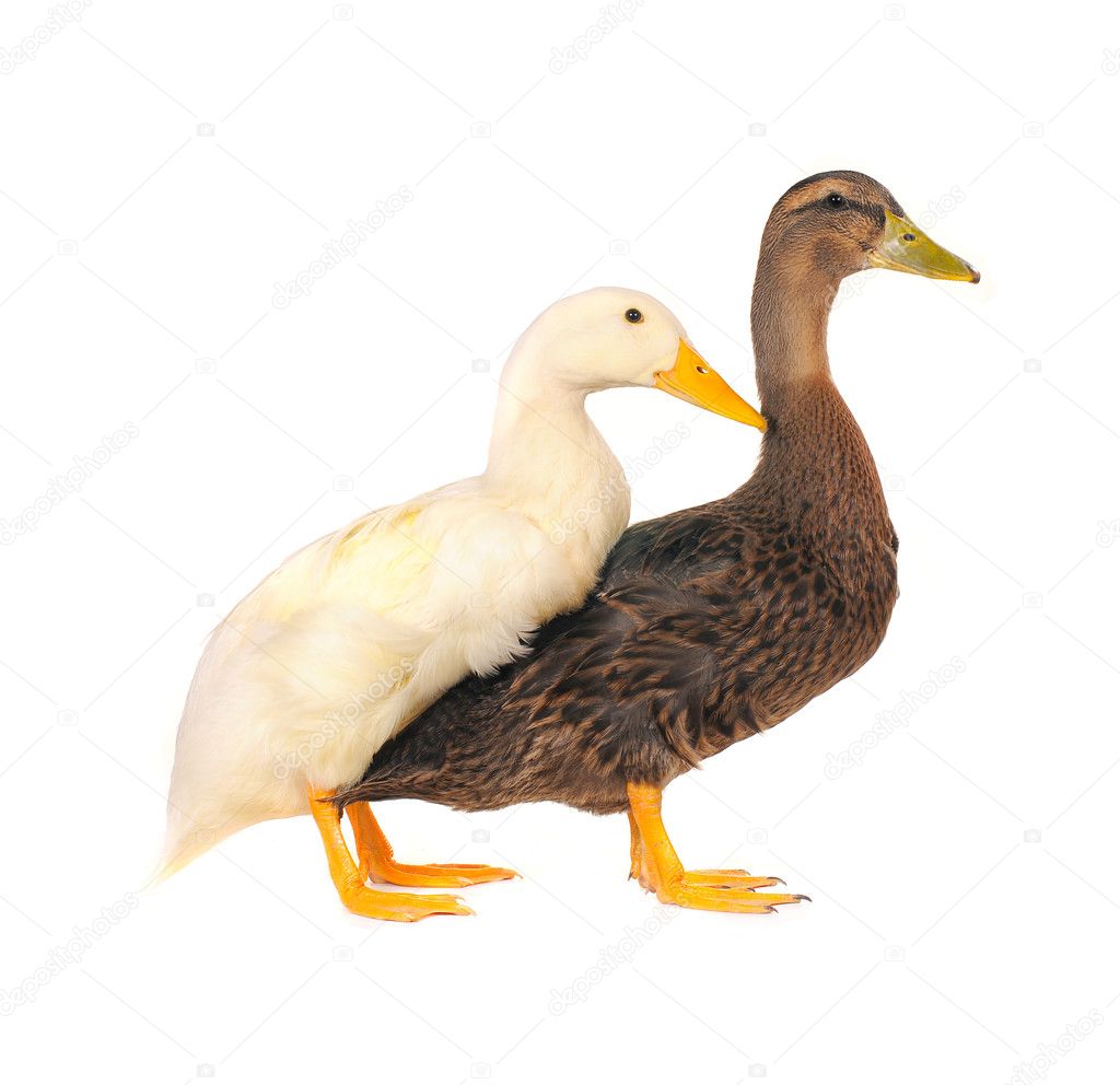 Two duck Stock Illustration by ©bazil #9518118