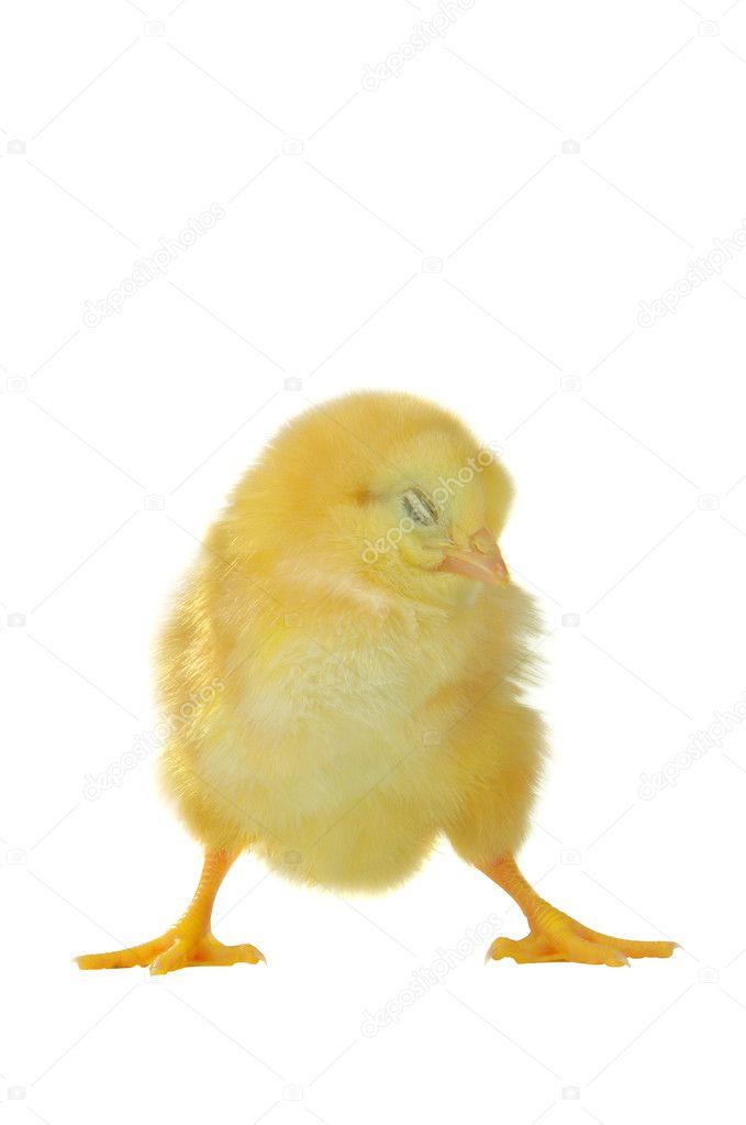 Chicks — Stock Photo © bazil #9519562