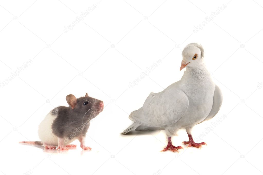 Rat and dove în a white background — Stock Photo © bazil #9520142