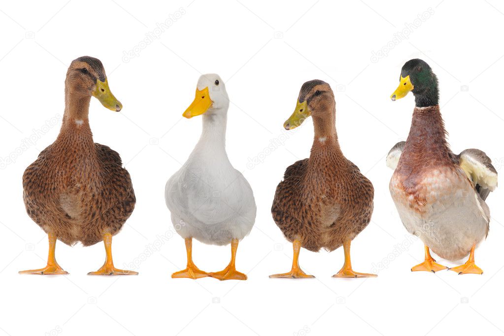 Enten auf weißen Hintergrund — Stockfoto © bazil #9520836