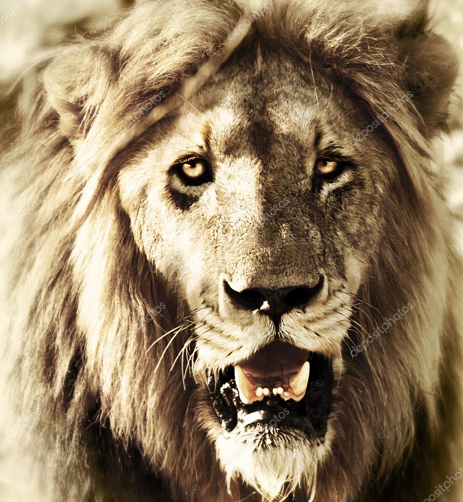 Lions head Stock Photo by ©Anna_Om 10654067