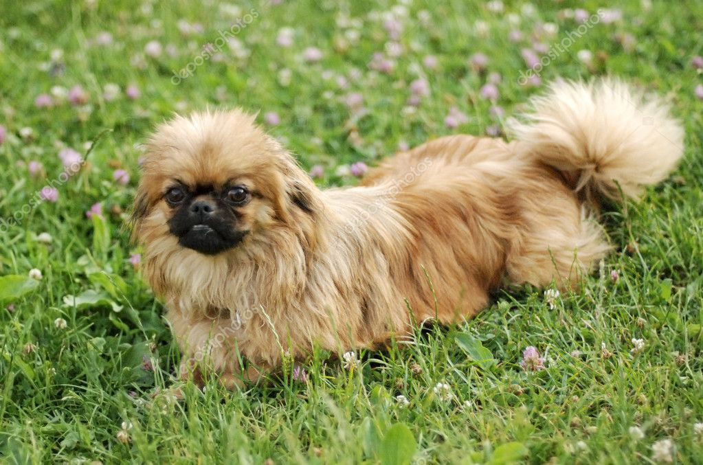 Pekinese — Stock Photo © zokov #8626781
