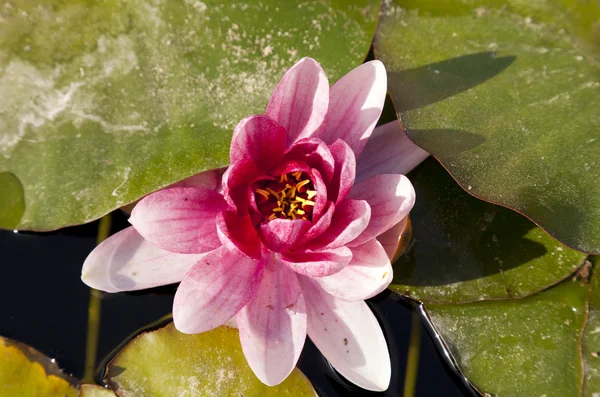 Nenufar flower Stock Photos, Royalty Free Nenufar flower Images ...