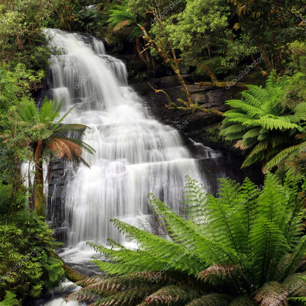 Rainforest Waterfall — Stock Photo © robynmac #8310582