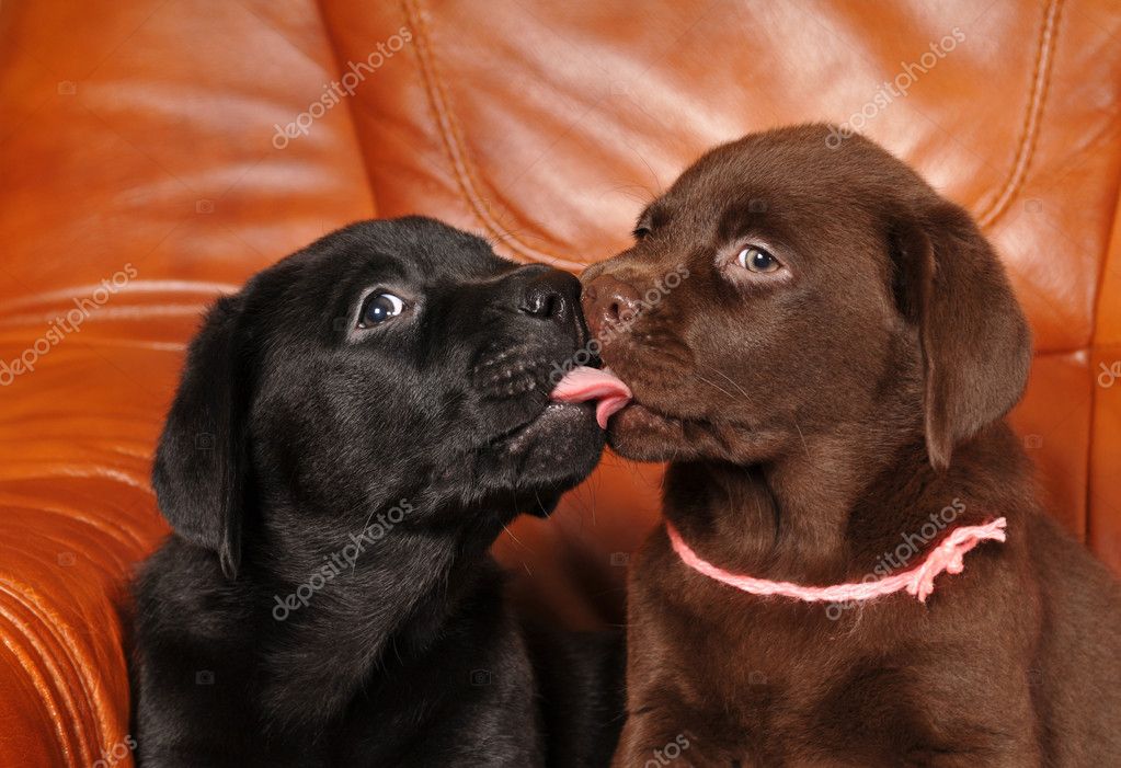 Little labrador puppies kiss each other closeup portrait — Stock Photo ...