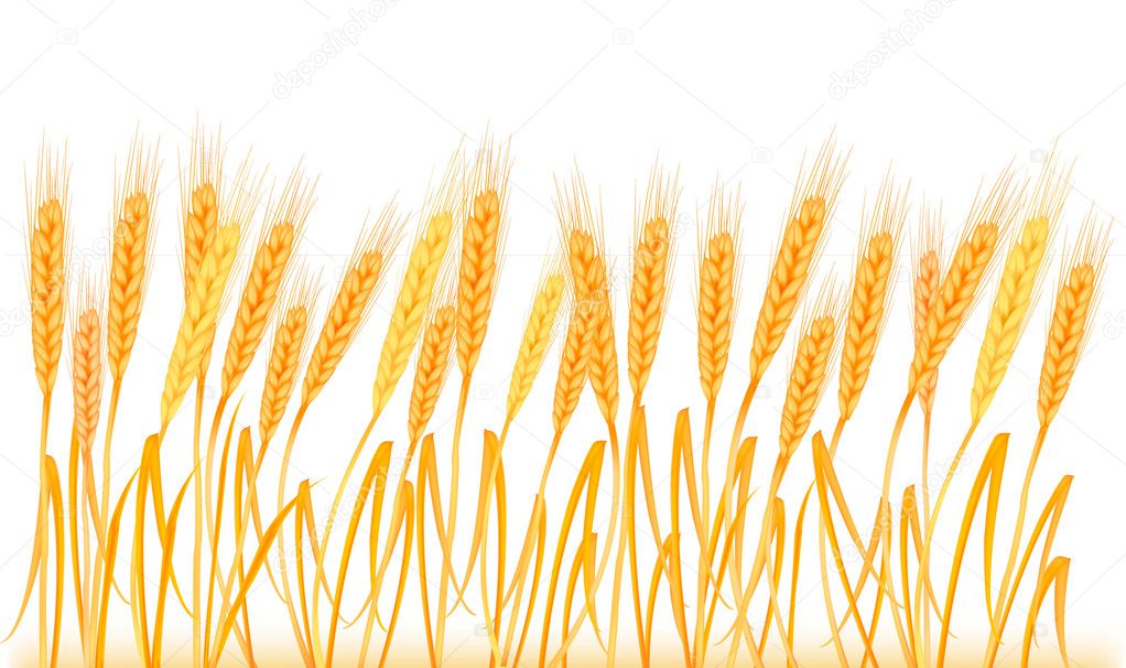 Espigas vector - Imagui