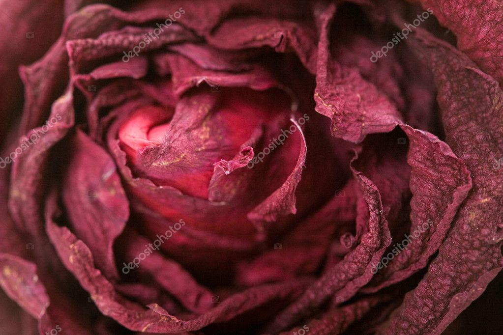 Dead rose Stock Photo by ©Devon 10055150