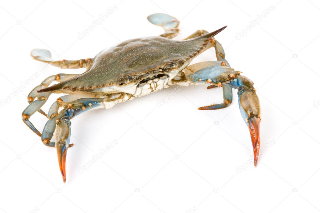 Blue Crab Stock Photo by ©Devon 8930280