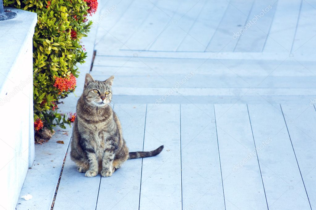 Cat in Key West — Stock Photo © maxym #10227575