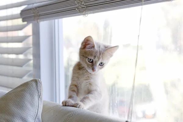 Small kitty Stock Photos, Royalty Free Small kitty Images | Depositphotos®