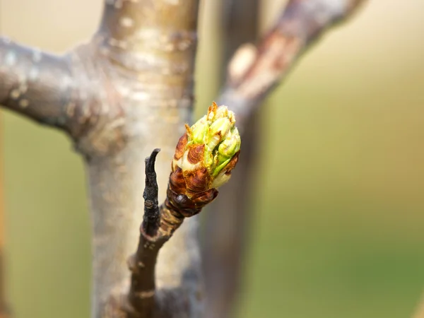 Budding fruit tree Stock Photos, Royalty Free Budding fruit tree Images ...